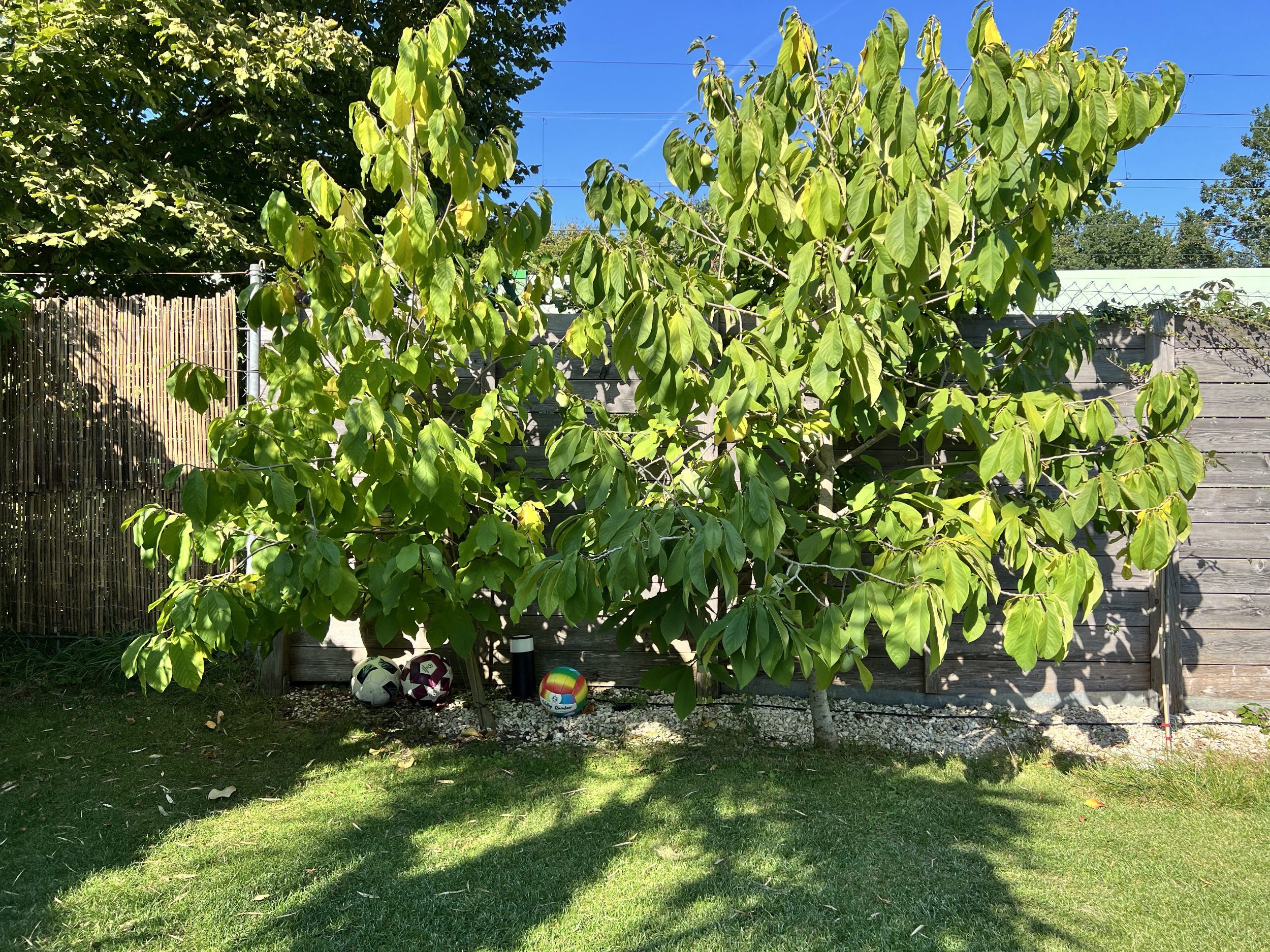 Meine Garten-Dokumentation | Der Exotengärtner